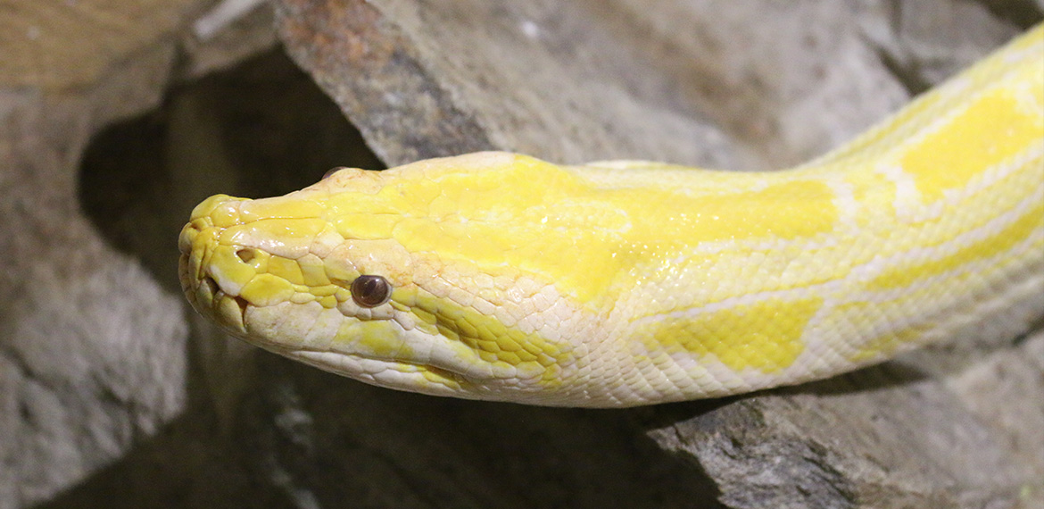 Python molure | Espace Zoologique de Saint Martin la Plaine